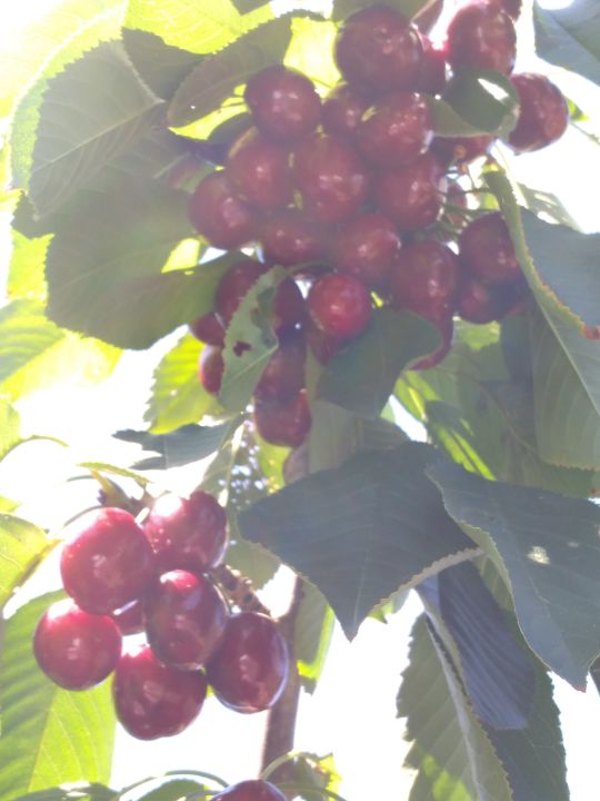 Cherries in a Cherry Tree - Yasmeen's - Photography, Flowers, Plants ...