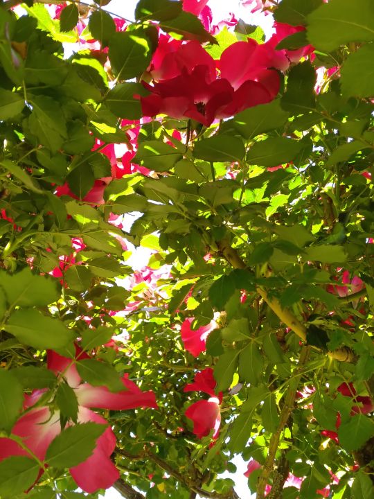 Under Flowers - Yasmeen's - Photography, Flowers, Plants, & Trees ...