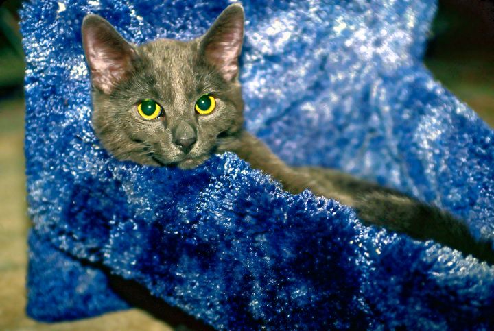 Russian Blue Tabby Cat
