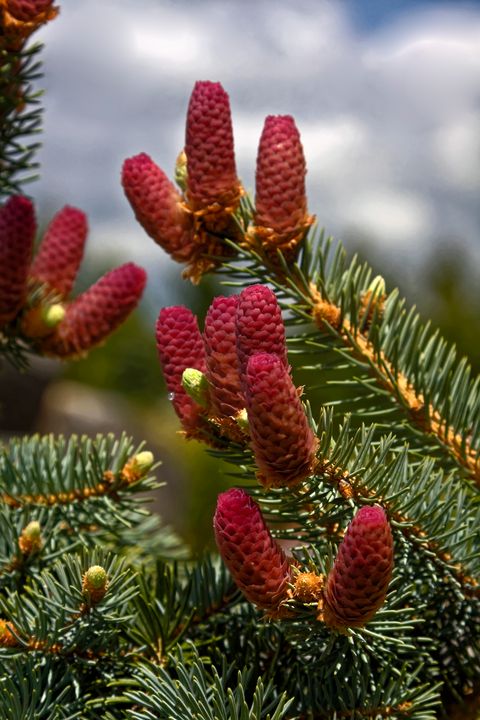Red Tree Cones - Sally Weigand Images - Photography, Flowers, Plants ...