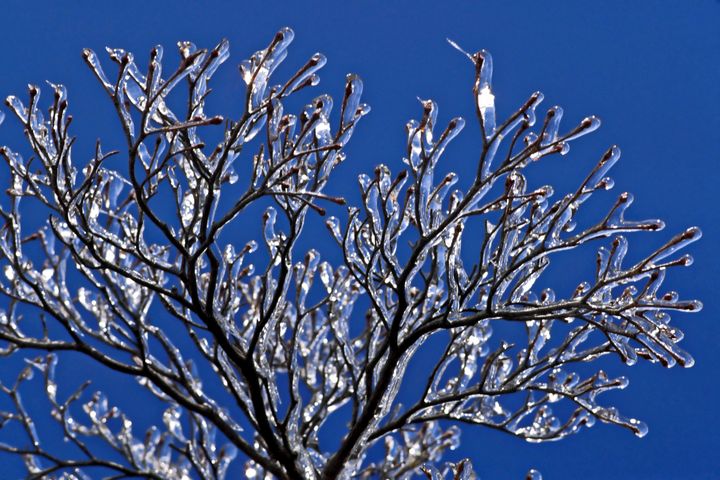 Iced Tree Branches - Sally Weigand Images - Photography, Flowers ...