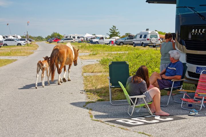 Wild Horses In Campground - Sally Weigand Images - Photography, Places ...