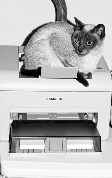 Tonkinese Cat in Printer - Sally Weigand Images - Photography, Humor ...