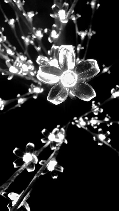 Light Bloom - Royal Bri Photography - Photography, Flowers, Plants ...