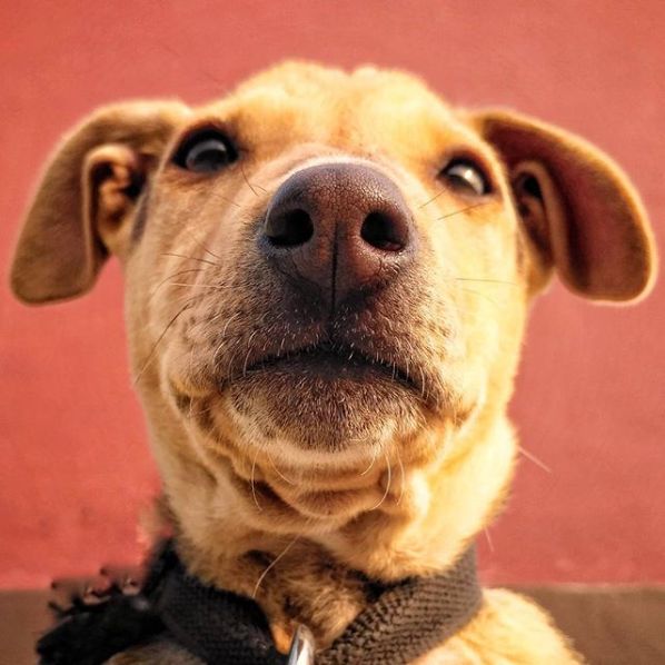 Cats Rule And Dogs Drool - SardarKhan - Photography, Animals, Birds ...