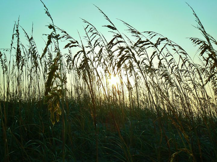 Through The Reeds - O'Neal Photography - Photography, Landscapes ...