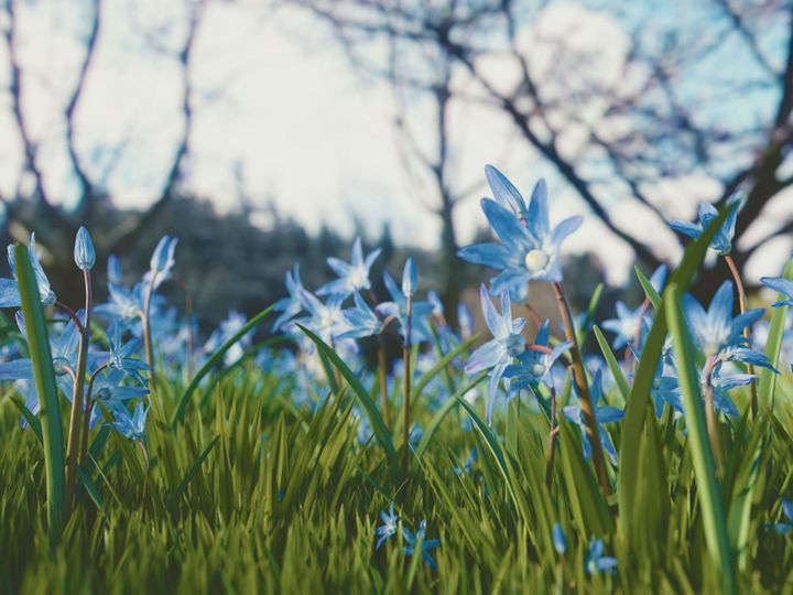 Garden of Eden-Magestic Blue Flowers - Wiseswan - Photography ...