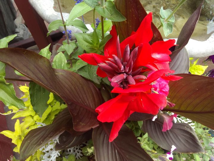 Lovely - Al Mota - Photography, Still Life, Other Still Life - ArtPal