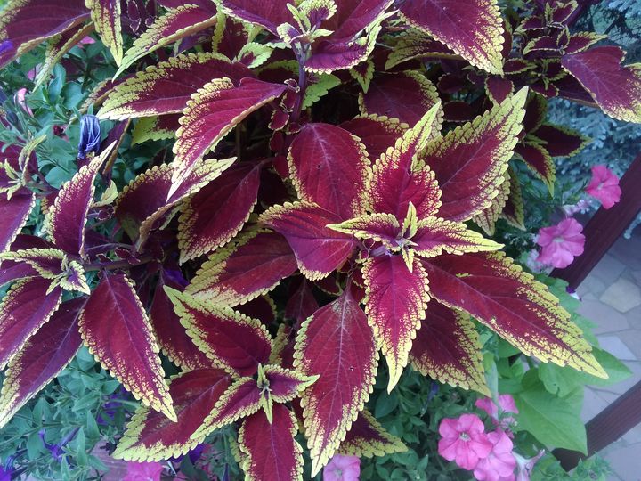 Patterns - Al Mota - Photography, Still Life, Other Still Life - ArtPal