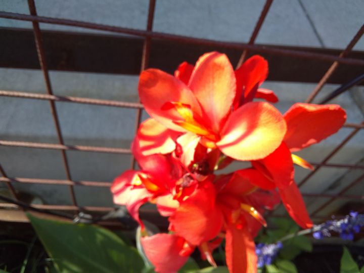 Freedom - Al Mota - Photography, Still Life, Other Still Life - ArtPal