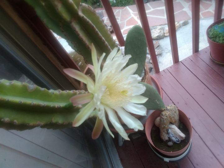 Cactus Flower2 - Al Mota - Photography, Still Life, Other Still Life ...