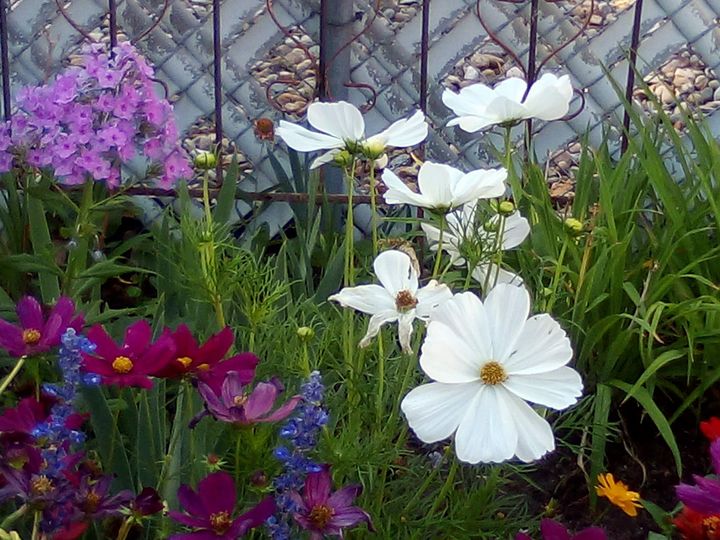 Floral Garden - Al Mota - Photography, Flowers, Plants, & Trees ...