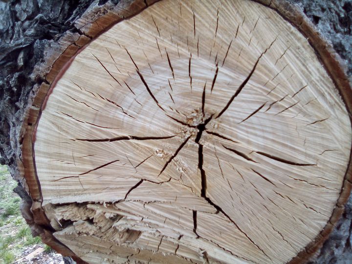 Tree's History - Al Mota - Photography, Still Life, Other Still Life ...