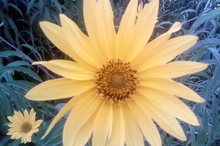 Yellow - Al Mota - Photography, Still Life, Other Still Life - ArtPal