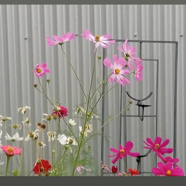 Al Mota - Digital Art & AI, Photography