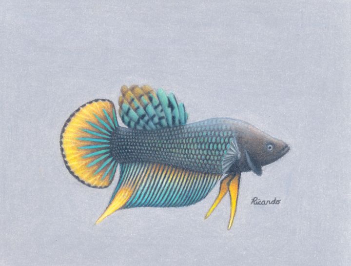 Ricardo - Drawings & Illustration, Paintings & Prints