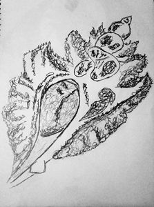 Shauna McIntyre's Gallery - Drawings & Illustration