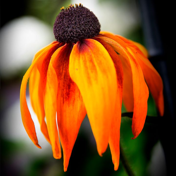 Droopy - Natural Born Talents - Photography, Flowers, Plants, & Trees ...