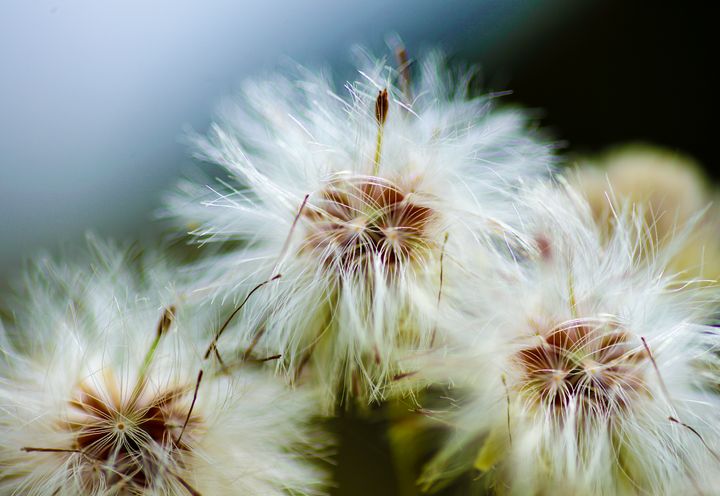 Dizzy Dandelions - Natural Born Talents - Photography, Flowers, Plants ...