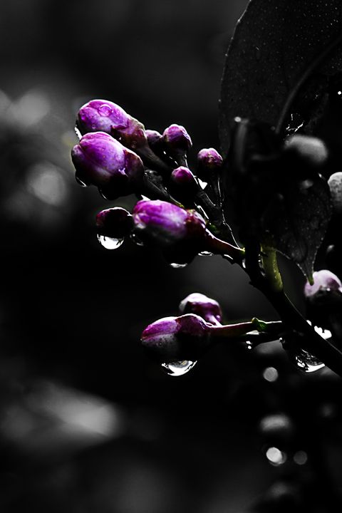 Violet - Peace Of Art - Photography, Landscapes & Nature, Gardens ...