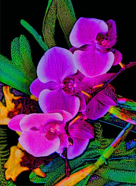 Orchid Abstract - Mark Goodhew Photography - Photography, Flowers ...