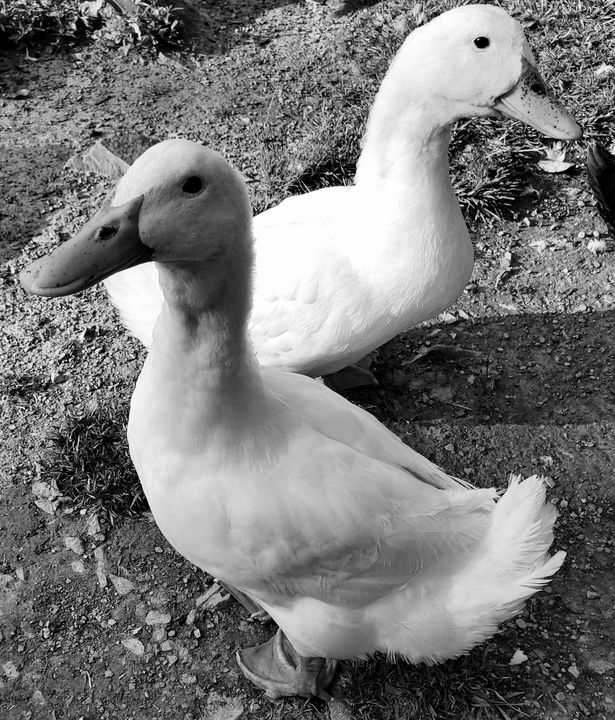 Ducky Friends - Crawford Photography - Photography, Animals, Birds ...