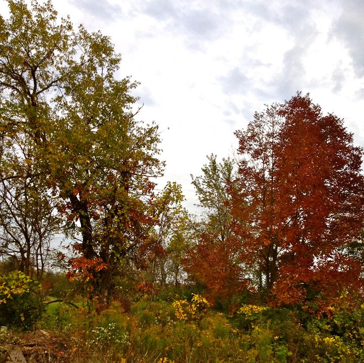 Michigan in Autumn Treescape 2 - Kesha LaRoche - Photography ...