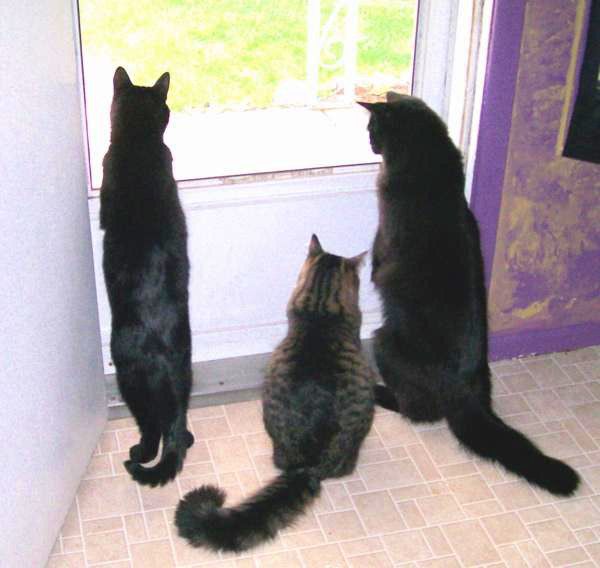 The Three Stooges - Kesha LaRoche - Photography, Animals, Birds, & Fish ...