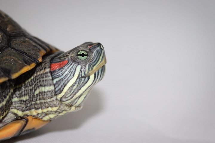Red Eared Slider - The Creative Escape Photography - Photography ...