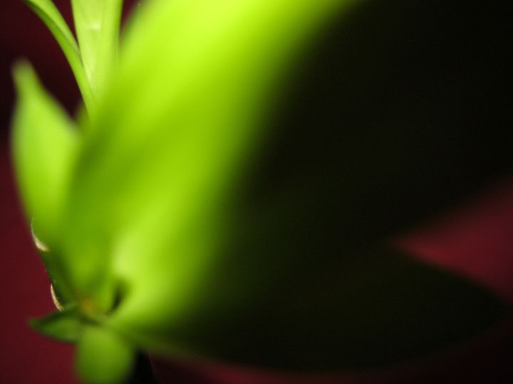 Green composition - Joan8819 - Photography, Flowers, Plants, & Trees ...