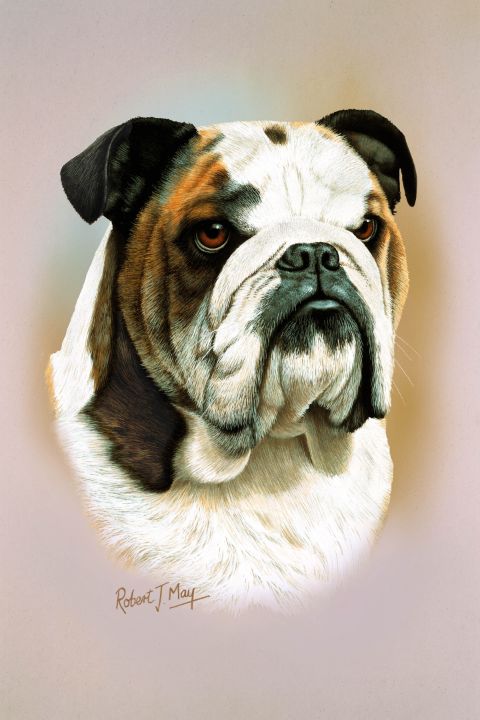 Bulldog - Robert May Fine Arts - Paintings & Prints, Animals, Birds ...