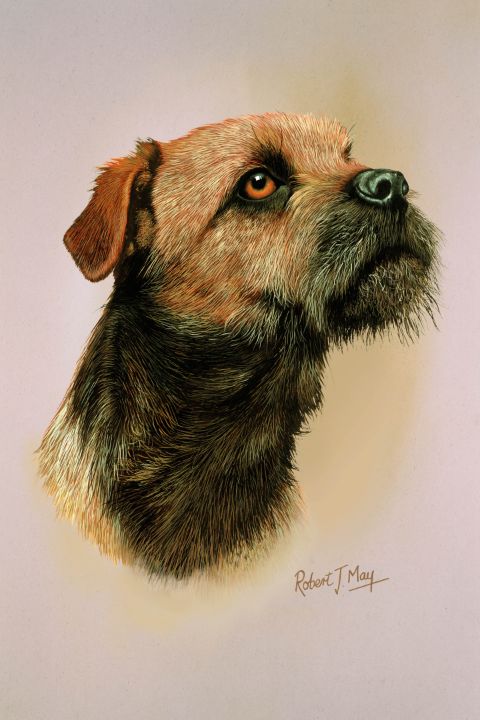 Border Terrier - Robert May Fine Arts - Paintings & Prints, Animals ...