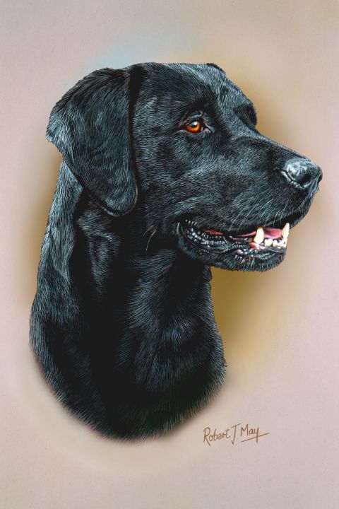 Black Labrador Retriever - Robert May Fine Arts - Paintings & Prints ...