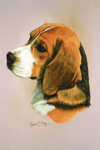 Black Labrador Retriever - Robert May Fine Arts - Paintings & Prints ...