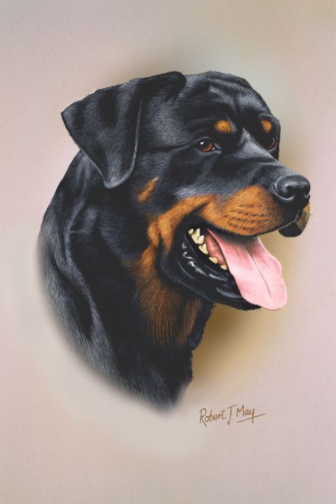 Rottweiler - Robert May Fine Arts - Paintings & Prints, Animals, Birds ...