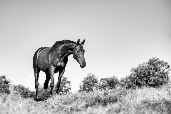 Serenity Unbridled - Jenna Goodwin - Photography, Animals, Birds ...
