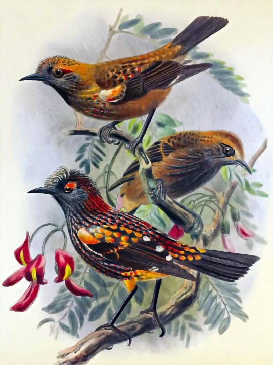 Ornithology Plate #1 (Original) - Terri Brown-Davidson's Art Works ...