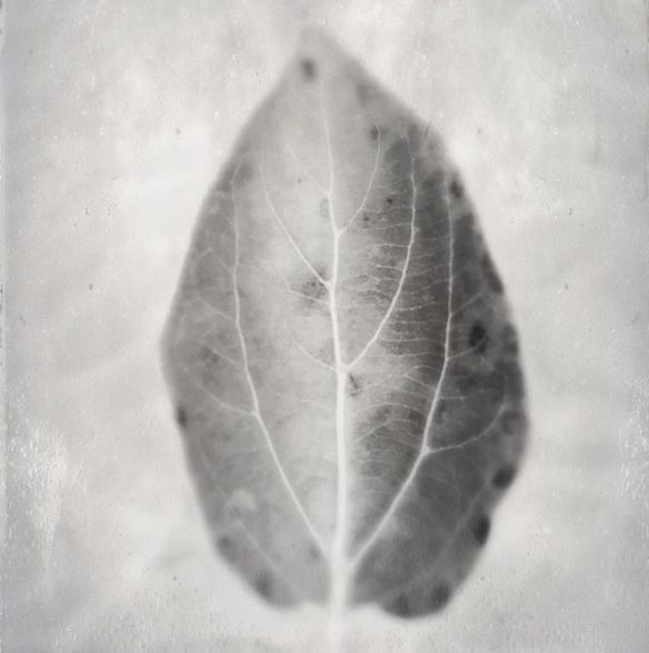 Lifelines - Visual Metaphors - Photography, Flowers, Plants, & Trees ...