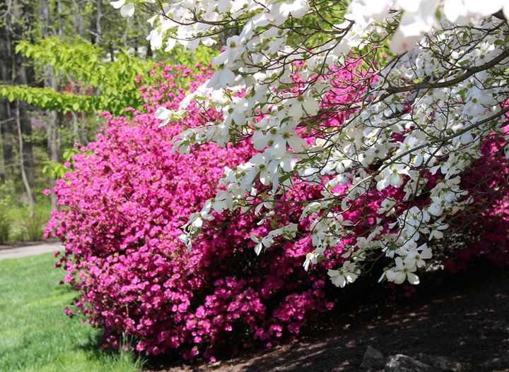 Close up of bushes in bloom - JesseEnslingArt - Photography, Flowers ...