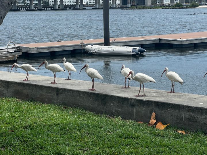 Flock of Ibis - Sunbird Photography - Photography, Animals, Birds ...