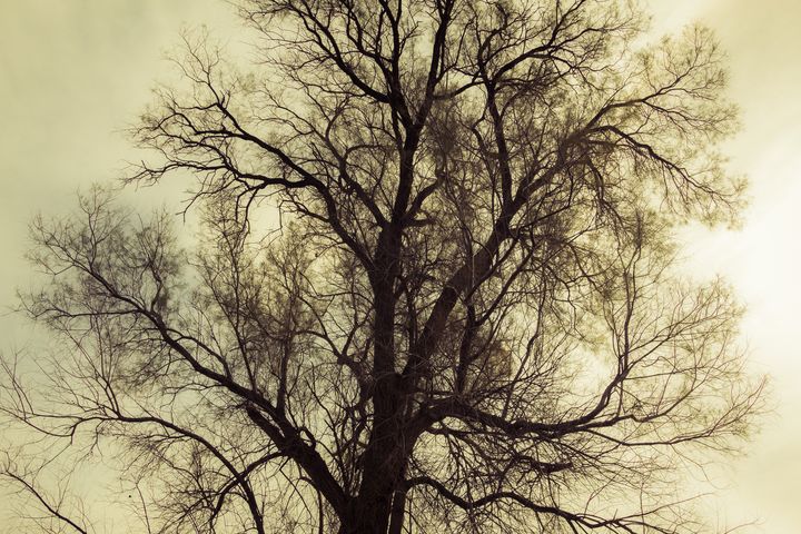 Silhouette of bare tree - Maor Winetrob - Photography, Flowers, Plants ...