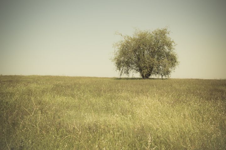 Tree in an open grassy field meadow - Maor Winetrob - Photography ...