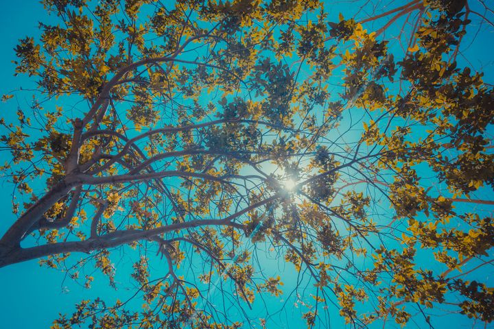 Sun breaks through the branches - Maor Winetrob - Photography, Flowers ...