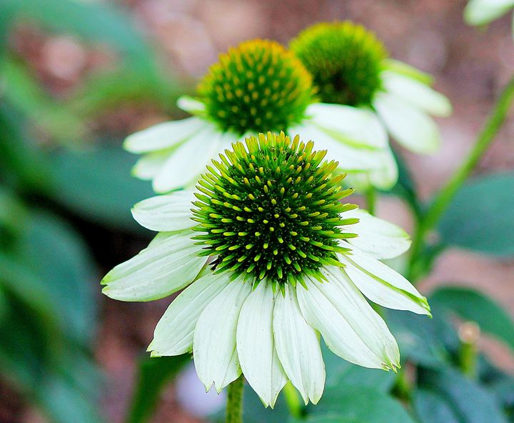 Colorado Mountain Flower - Falconz Eye Imagery - Photography, Flowers ...