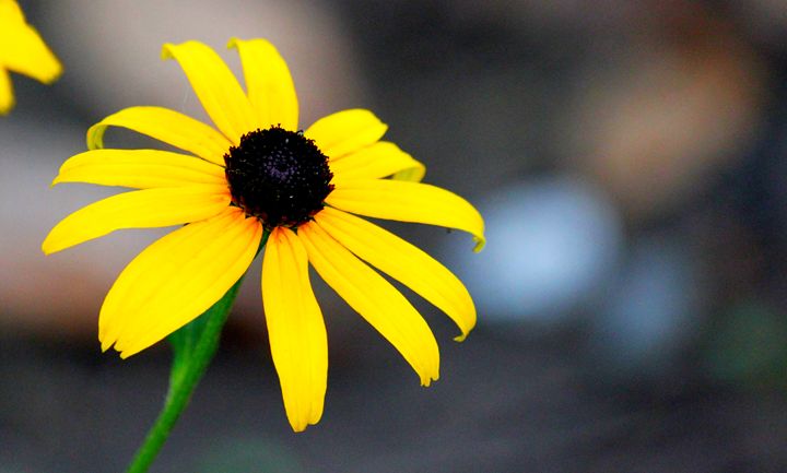 Blackeyed Susan - Falconz Eye Imagery - Photography, Flowers, Plants ...