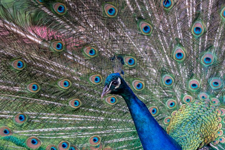 John Akerman Ozguc - Aquinox Art - Photography