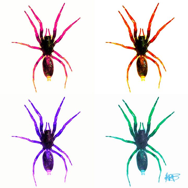White tip rainbow - CLoWn JeSTer th' FooL - Photography, Animals, Birds ...