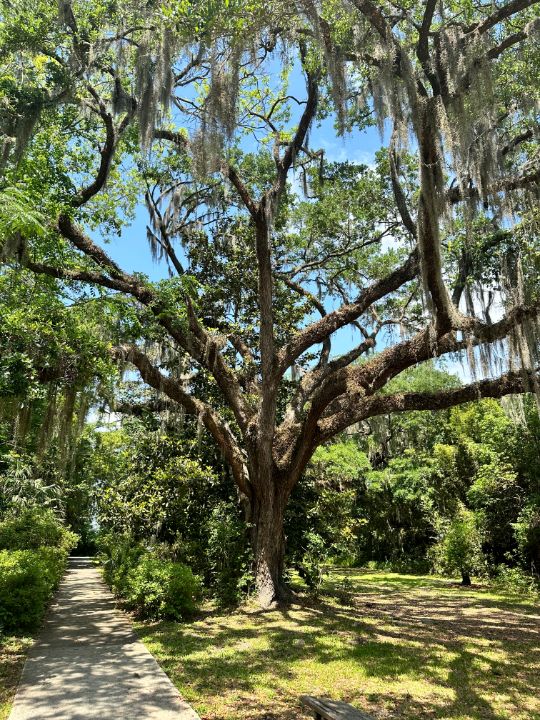 Finger Tree - Billy Kennedy - Photography, Landscapes & Nature, Other ...