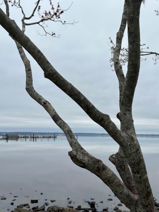 Y Branch Tree - Billy Kennedy - Photography, Flowers, Plants, & Trees ...