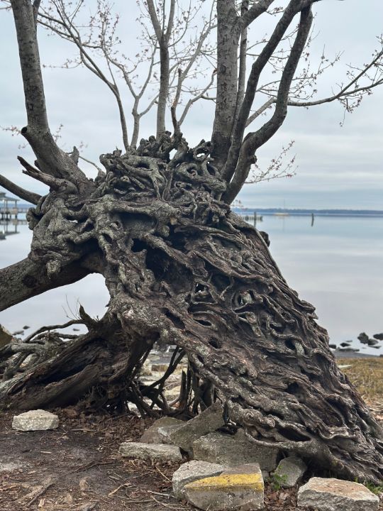Dragon Skull Tree - Billy Kennedy - Photography, Flowers, Plants ...
